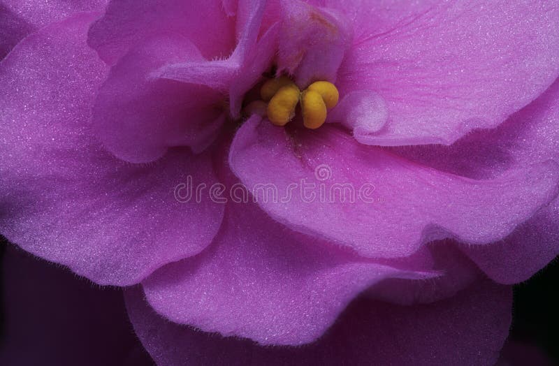 African Violet (Saintpaulia) Flower in Macro Details. Stock Photo ...