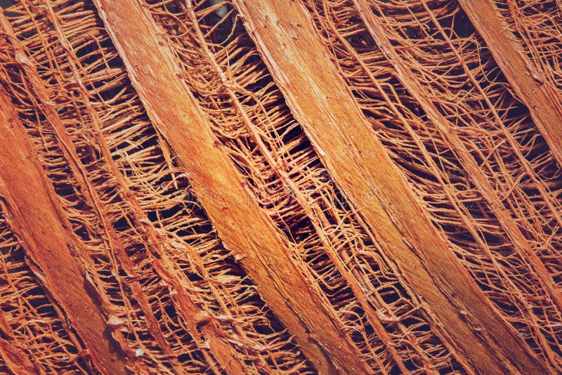 Fiber on Coconut Tree Pattern Stock Photo - Image of abstract, pressed ...
