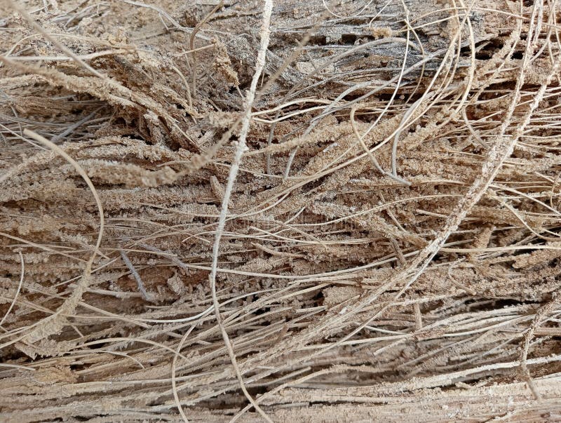 The Fiber from Dry Palm Tree Trunks is Brown Stock Photo - Image of ...