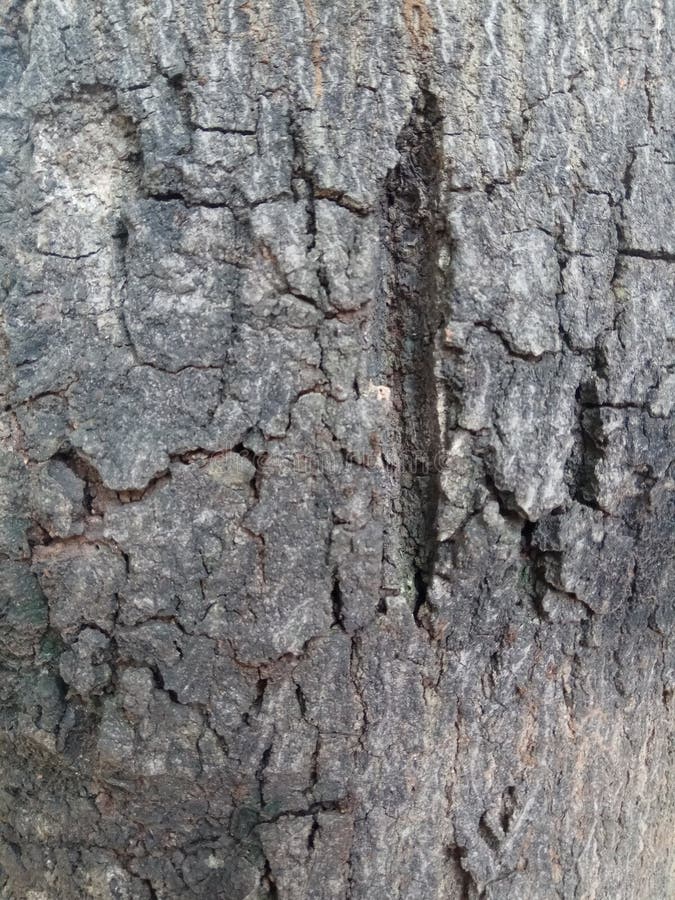Fiber from Old Tree Trunks Reminds Us of the Meaning of Life As God ...