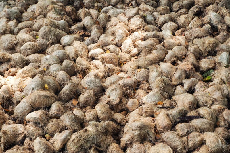 Fiber of Toddy palm stock image. Image of nutrition, sweet - 66691265