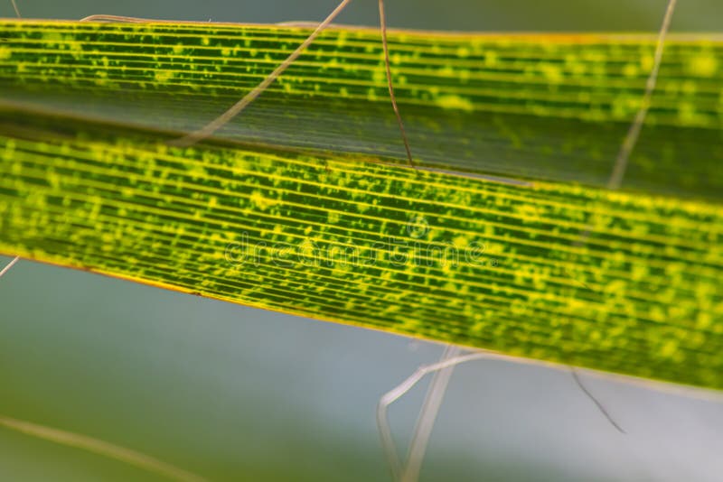 Fibers at the Tips of a Palm Tree Leaf Close-up. the Concept that ...