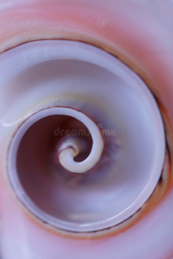 Fibonacci Essence in Nature the Spiral Seen in Section of a Seashell ...