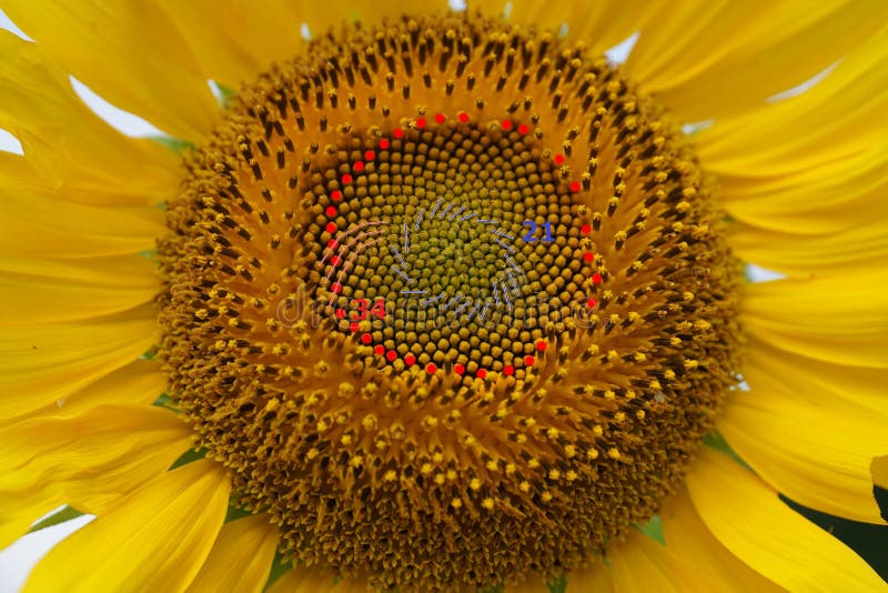 Fibonacci Numbers of Sunflower Seed Spirals Stock Image - Image of ...