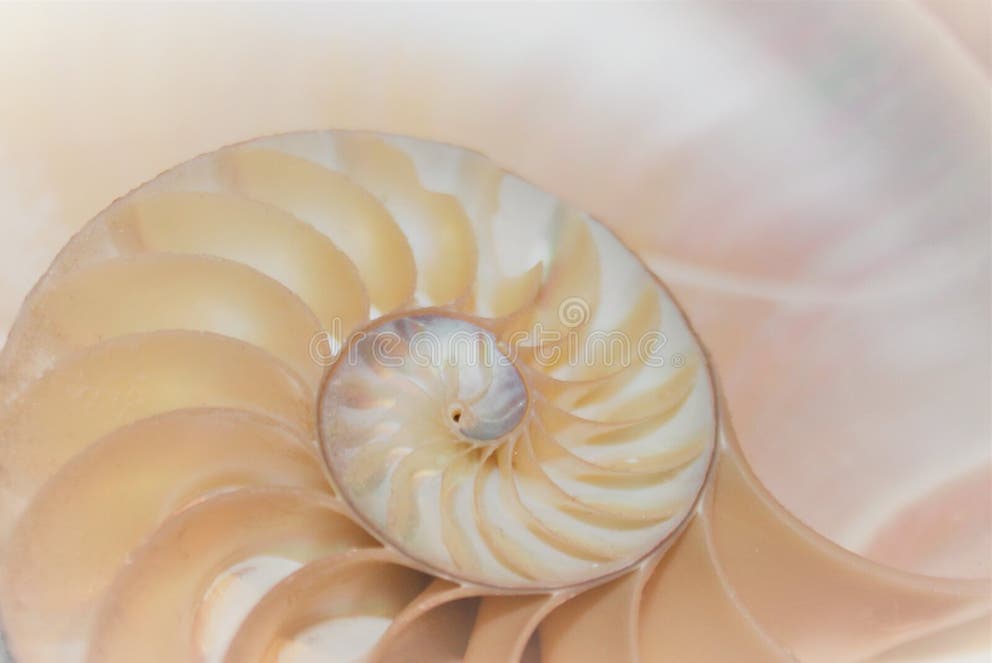 Fibonacci Pattern in Cross Section Nautilus Sea Shell Stock Image ...