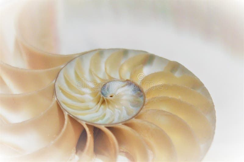 Fibonacci Pattern in Cross Section Nautilus Sea Shell Stock Image ...