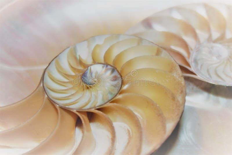 Fibonacci Pattern in Cross Section Nautilus Sea Shell Stock Photo ...