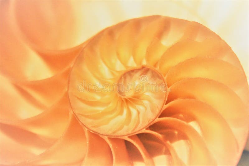 Fibonacci Pattern in Cross Section Nautilus Sea Shell Stock Photo ...