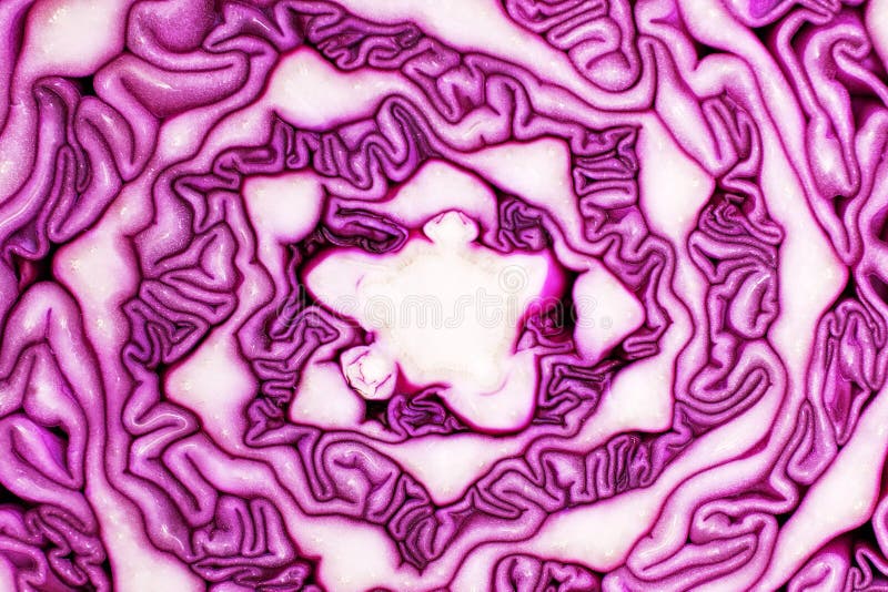 Fibonacci Spiral on a Cut of Red Cabbage Stock Image - Image of purple ...