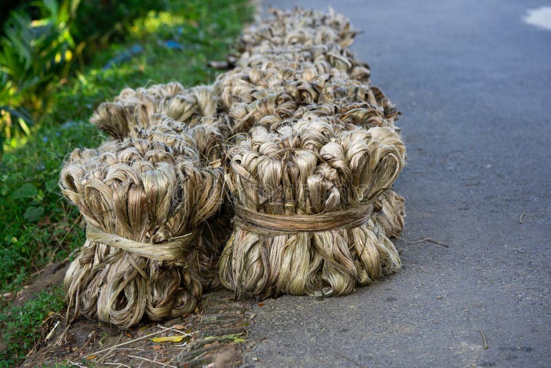 Fibra De Yute Cruda De Yute De Yute Vegetal Colgante Foto de archivo ...