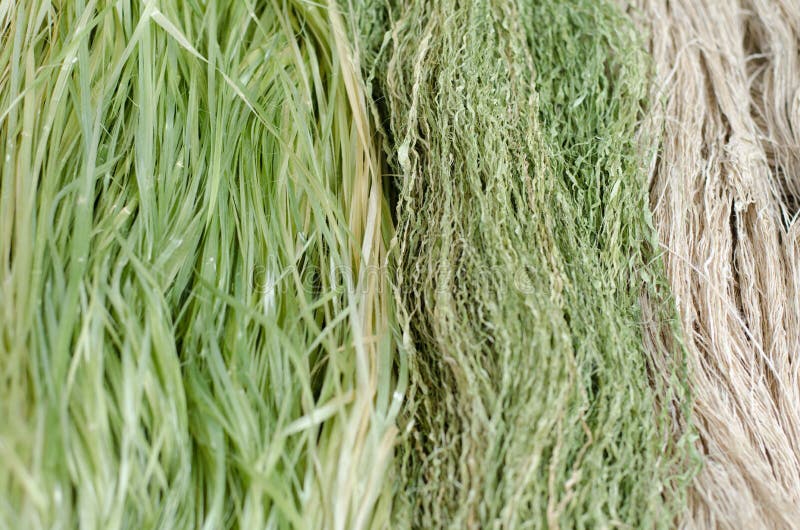 Fibre De Chanvre Feuille De Cannabis Image stock - Image du narcotique ...