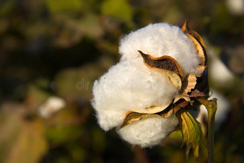 Capsule de coton photo stock. Image du capsules, matériau - 1398008