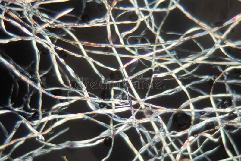 Fibres De Coton Sous Le Microscope Photo stock - Image du environnement ...