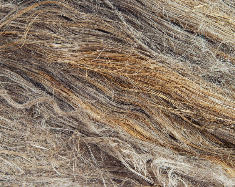 Fibres De Lin Pour La Production De Tissus De Lin, De Fils De Lin Et De ...