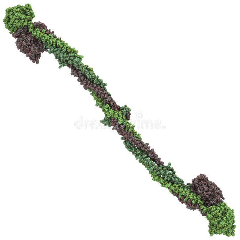 Fibrinogen, Chemical Structure Stock Image - Illustration of peptide ...