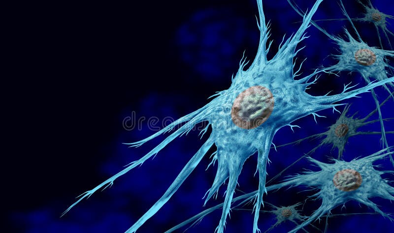 Fibroblast Cell Anatomy stock photo. Image of collagen - 366216468
