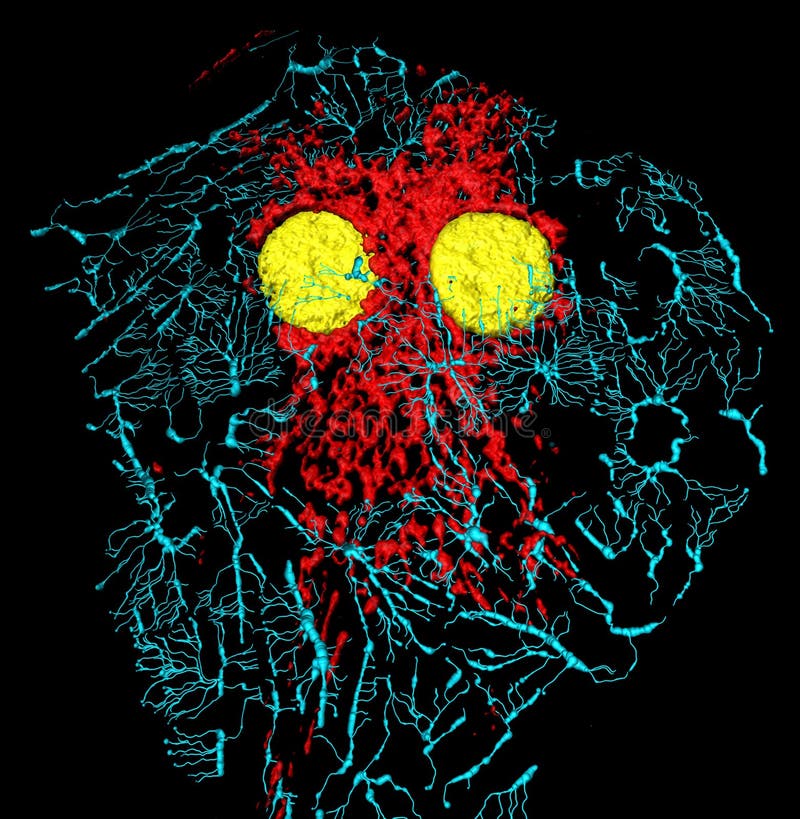 Fibroblast cell stock illustration. Illustration of cell - 27301246
