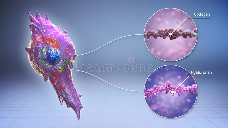 Fibroblasts Stock Illustrations – 171 Fibroblasts Stock Illustrations ... Fibroblasts Stock Illustrations – 171 Fibroblasts Stock Illustrations ...