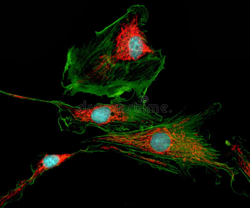 Fibroblast cells stock photo. Image of biology, nature - 32807518