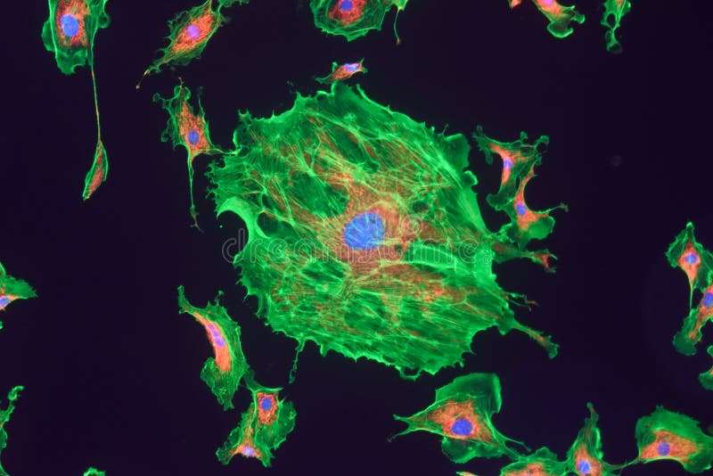 Fibroblast cells stock image. Image of mitotracker, biology - 47621261