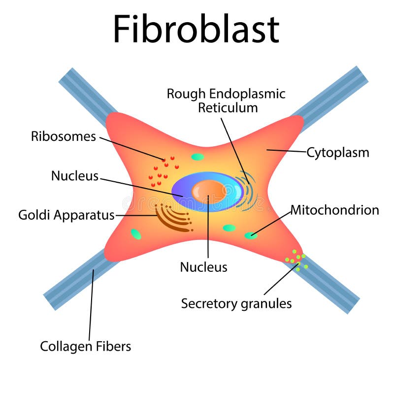Fibroblast Cell Nucleus