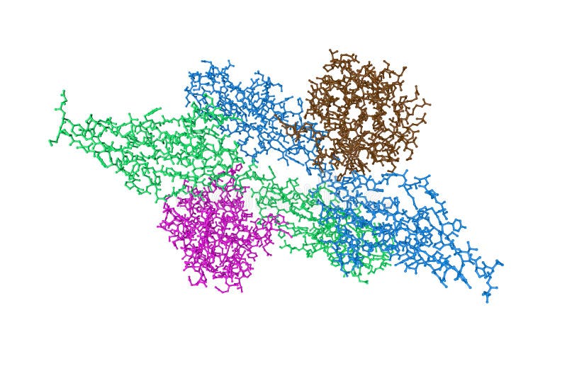 Fibroblast Growth Factor 1 (FGF1) in Complex with Extracellular Ligand ...