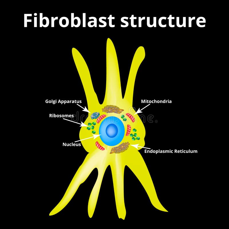 Fibroblast Structure. Fibroblast Cell. Vector Illustration Isolated ...