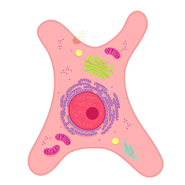 Fibroblasts Stock Illustrations – 289 Fibroblasts Stock Illustrations ... Fibroblasts Stock Illustrations – 289 Fibroblasts Stock Illustrations ...