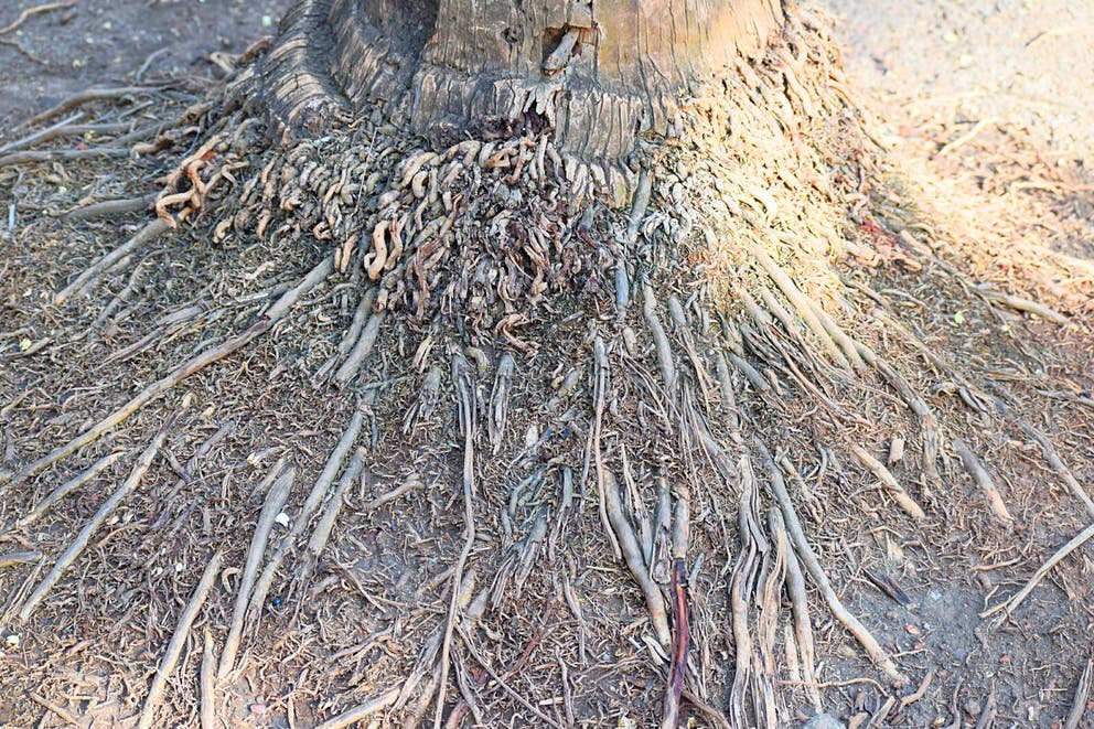 Fibrous or Adventitious Root System of Coconut or Palm Tree Stock Photo ...