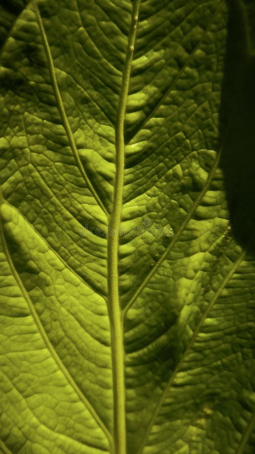 Fibrous Green Leaves Front View Stock Image - Image of leaves, view ...
