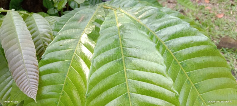 Fibrous Green Leaves in Garden Stock Photo - Image of leaf, fibrous ...