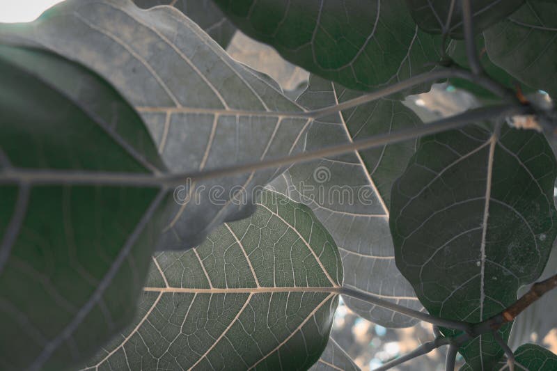 The Fibrous Leaf Arrangement Stock Photo - Image of nature, arrangement ...