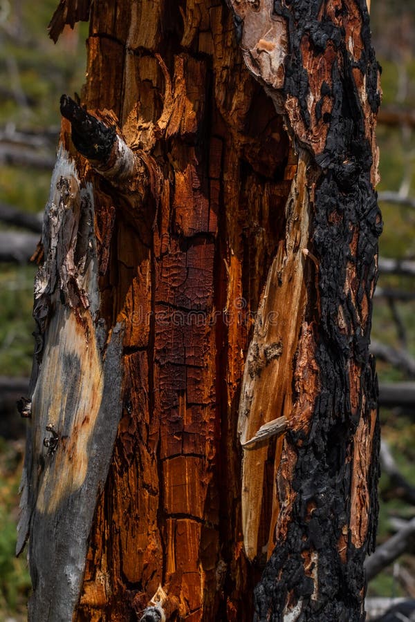 Fibrous Red Splintered Black Soot Trunk of Tree Stump after Fire Stock ...