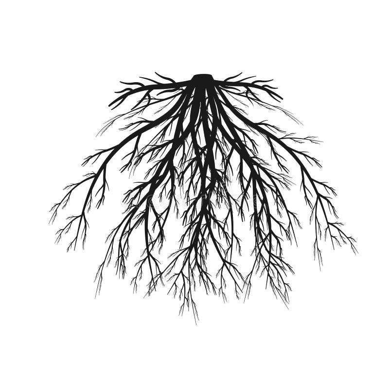 Tap Root Fibrous Root Stock Illustrations – 39 Tap Root Fibrous Root ... Tap Root Fibrous Root Stock Illustrations – 39 Tap Root Fibrous Root ...