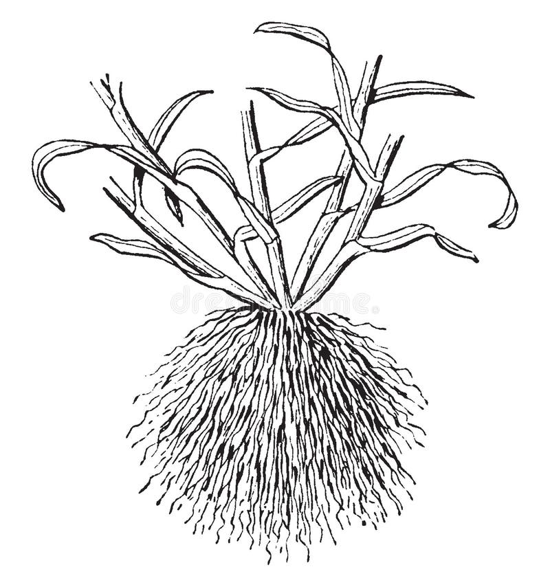 Adventitious roots stock illustration. Illustration of botany - 46119480