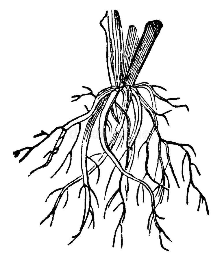 Adventitious Roots Stock Illustrations – 16 Adventitious Roots Stock ...