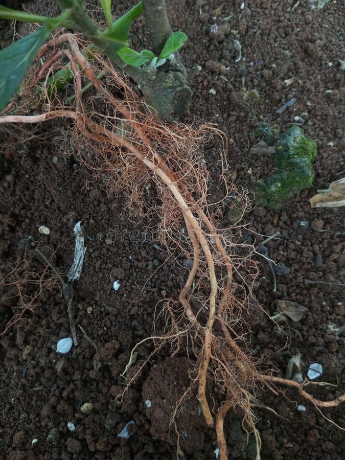 Fibrous Roots that Emerge from the Ground Stock Photo - Image of trunk ...