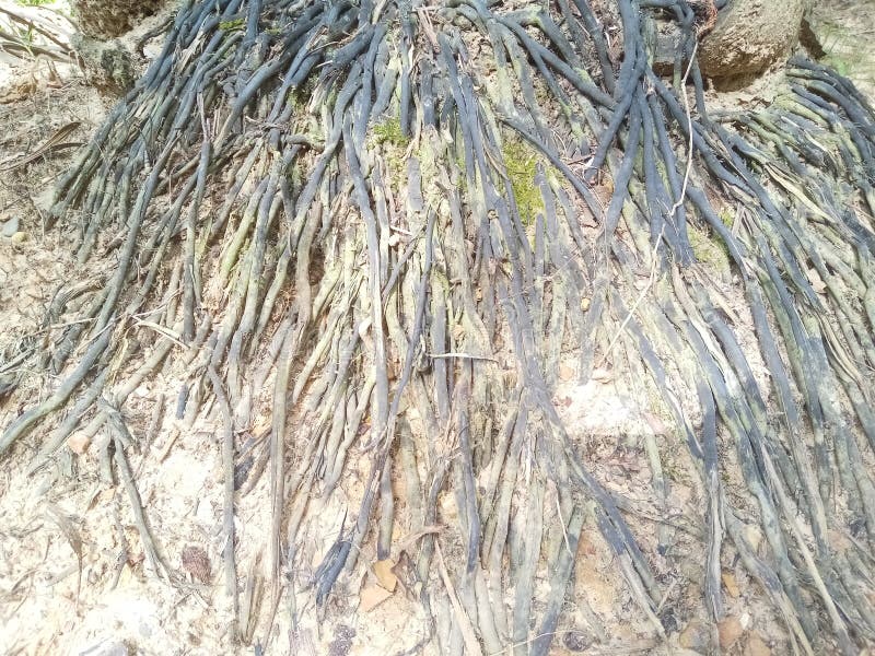 Palm tree roots stock photo. Image of frost, rock, woodland - 248968282