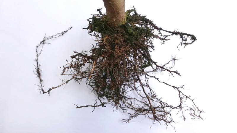 The Fibrous Roots of a Tree. Stock Image - Image of curly, life: 315846787