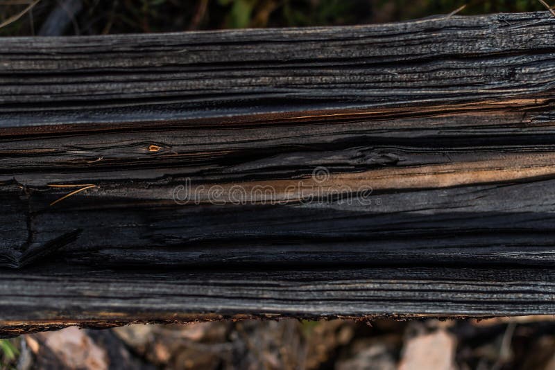 Fibrous Splintered Trunk of Tree Stump. Cracks, Stock Photo - Image of ...