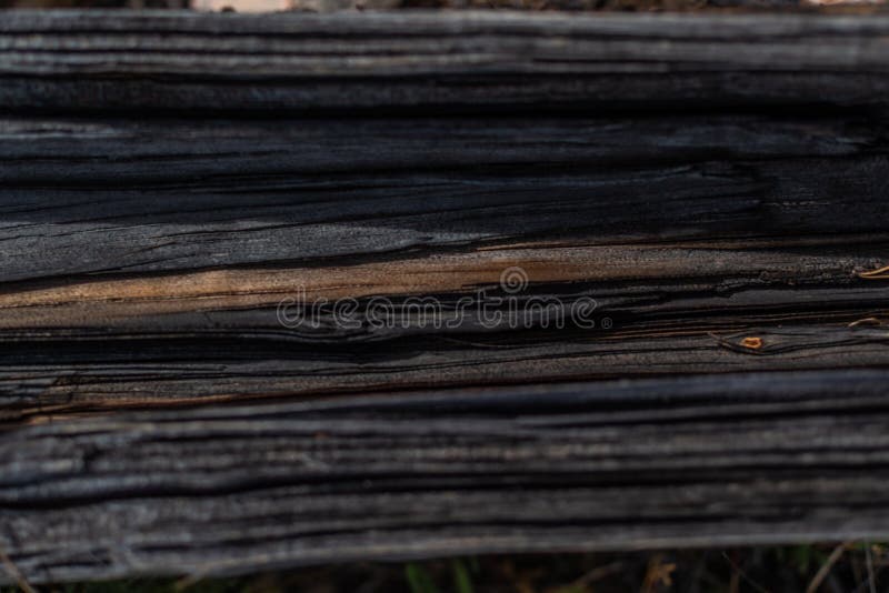 Fibrous Splintered Trunk of Tree Stump. Lines Stock Image - Image of ...