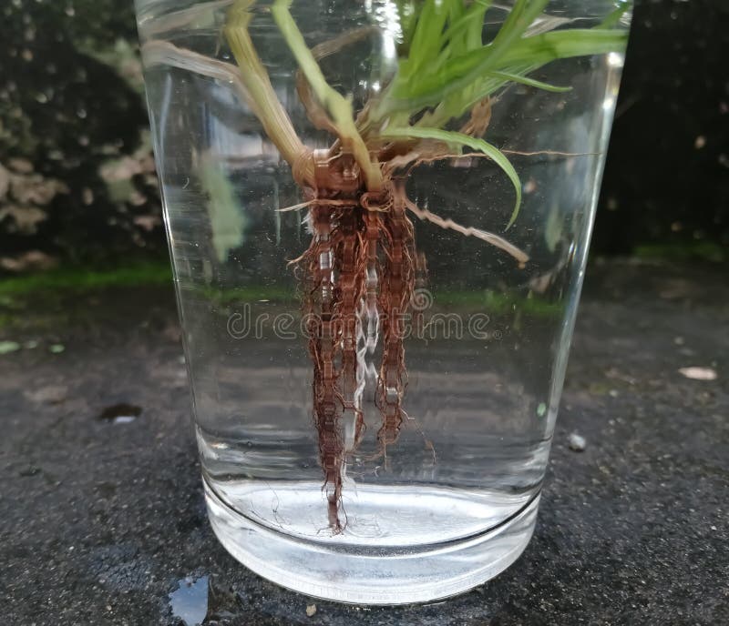 Fibrous and Tap Root Systems - Monocots Have a Tap Fibrous System Stock ... Fibrous and Tap Root Systems - Monocots Have a Tap Fibrous System Stock ...