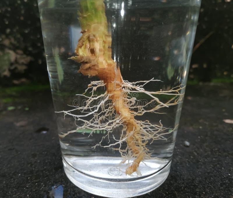 Fibrous and Tap Root Systems - Monocots Have a Tap Fibrous System Stock ... Fibrous and Tap Root Systems - Monocots Have a Tap Fibrous System Stock ...