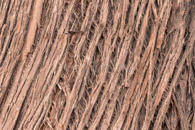 Tree Fibrous Root that Grow Too Much in Small Pot, Lack of Nutrients ...