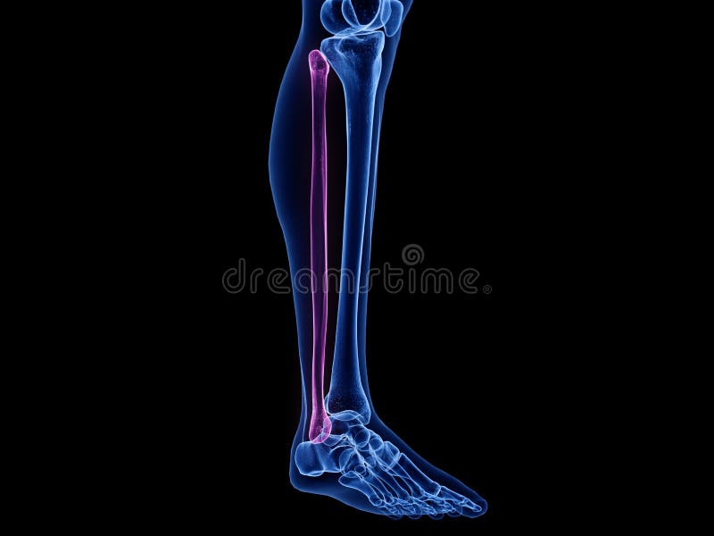 The fibula bone stock illustration. Illustration of skeleton - 155220315