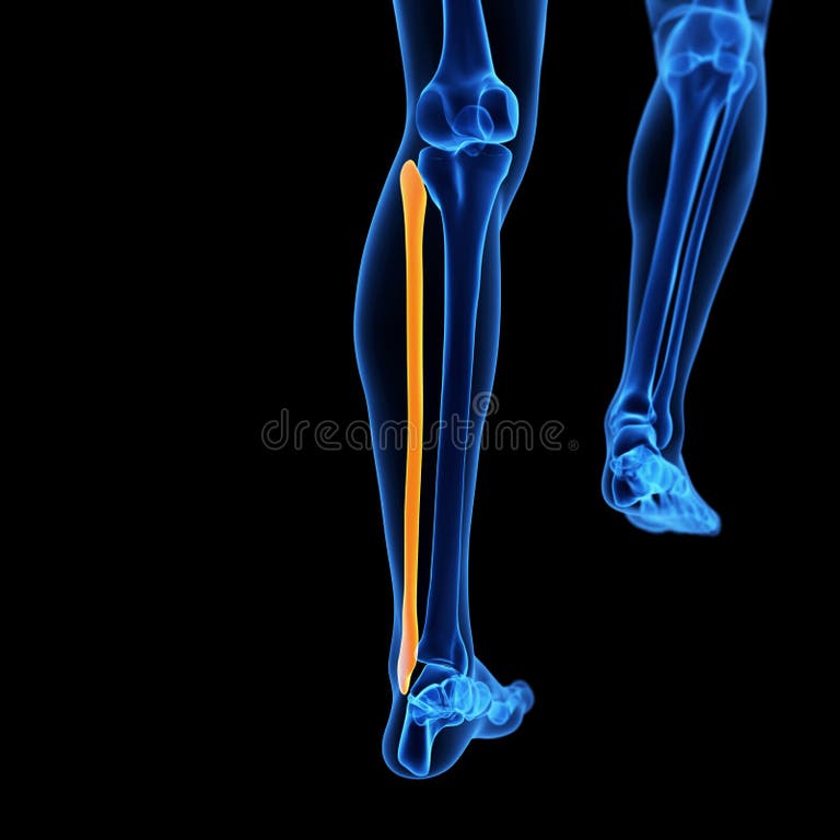 The fibula bone stock illustration. Illustration of skeletal - 45382074