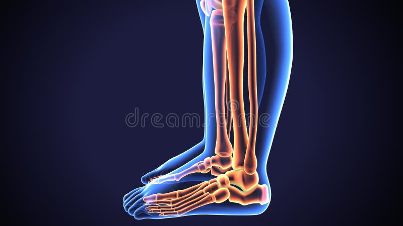 3D Illustration of Human Skeleton Tibia and Fibula Bones Stock ...