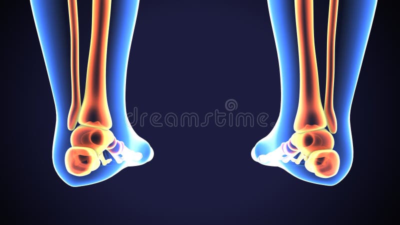 3D Illustration of Human Skeleton Tibia and Fibula Bones Stock ...