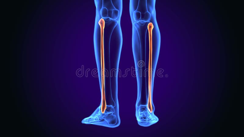 3d Illustration of Human Fibula Bone Anatomy Stock Video - Video of ...