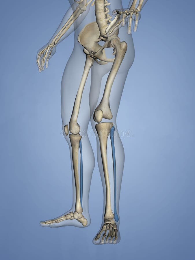 Fibula, 3D Model stock illustration. Illustration of bone - 95299917